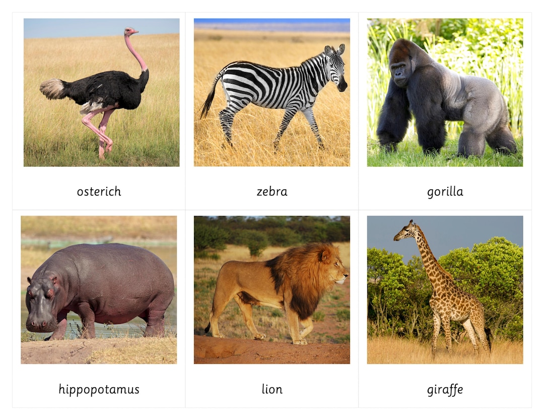 African Animals - Montessori 3 Part Cards - Etsy