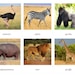 African Animals Montessori 3 Part Cards - Etsy