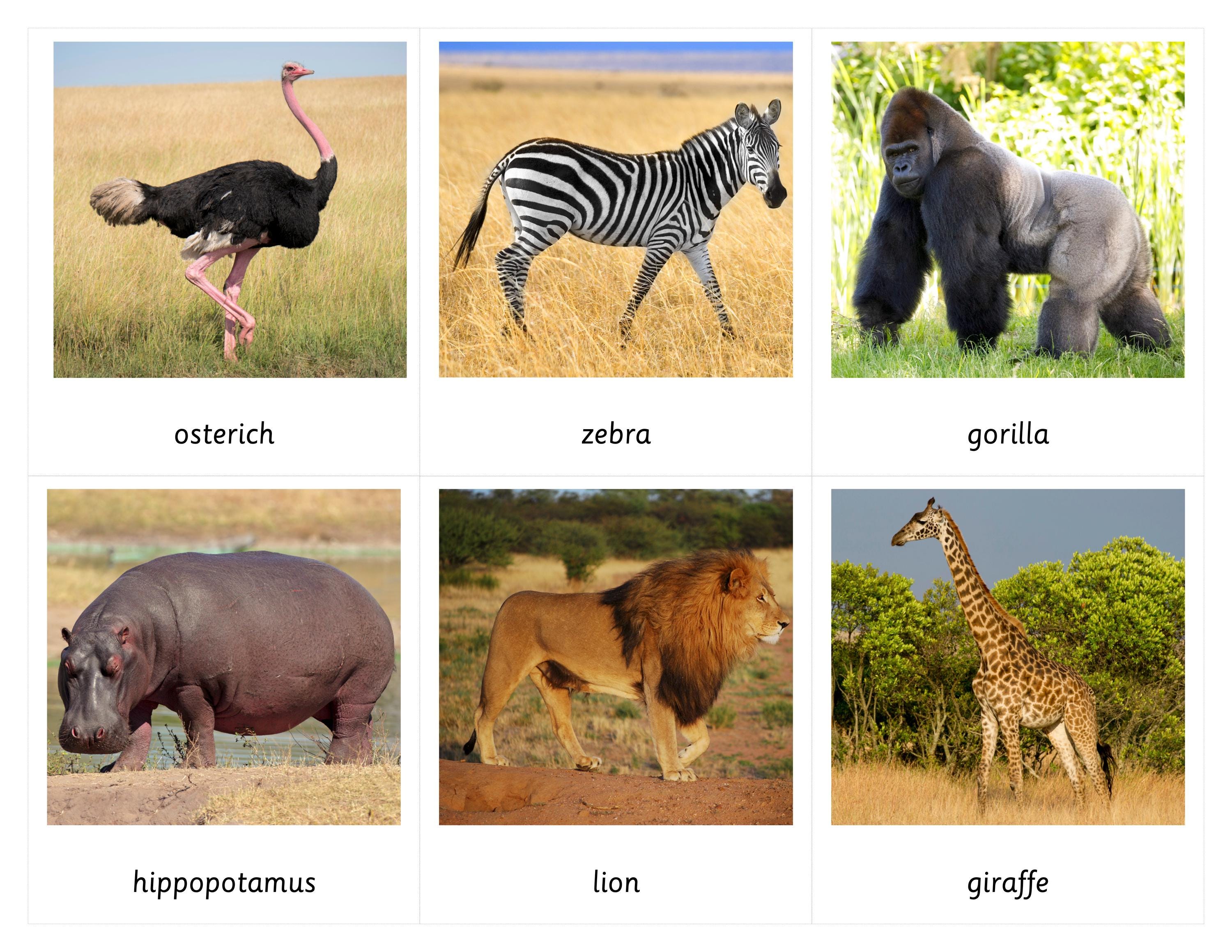 African Animals Montessori 3 Part Cards - Etsy