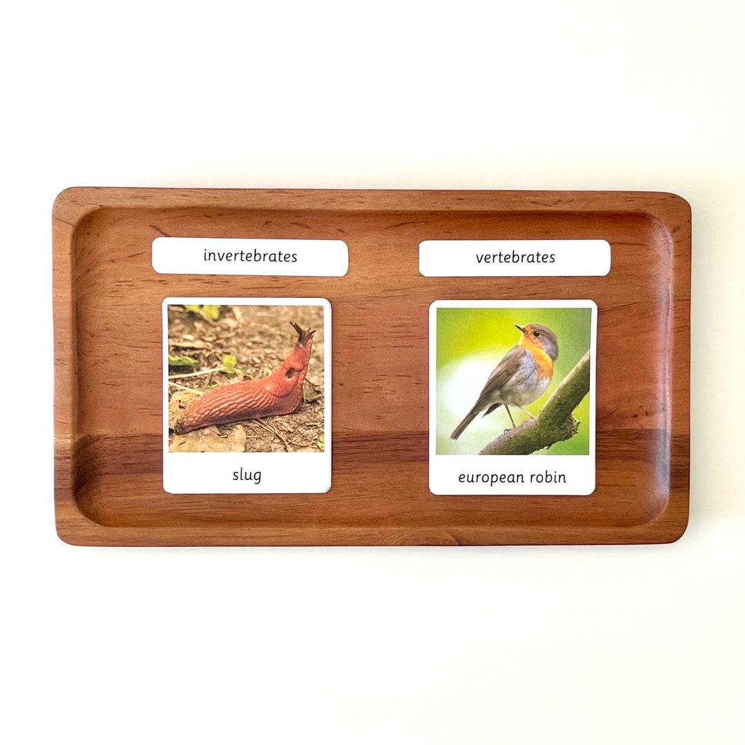 Montessori Classification Cards - Vertebrates & Invertebrates - Etsy