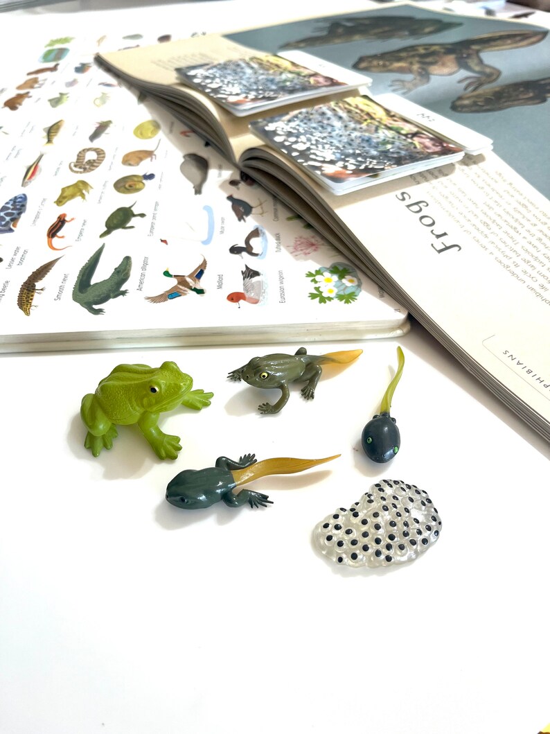 Montessori 3 Part Cards Frog Life Cycle With Matching Objects - Etsy