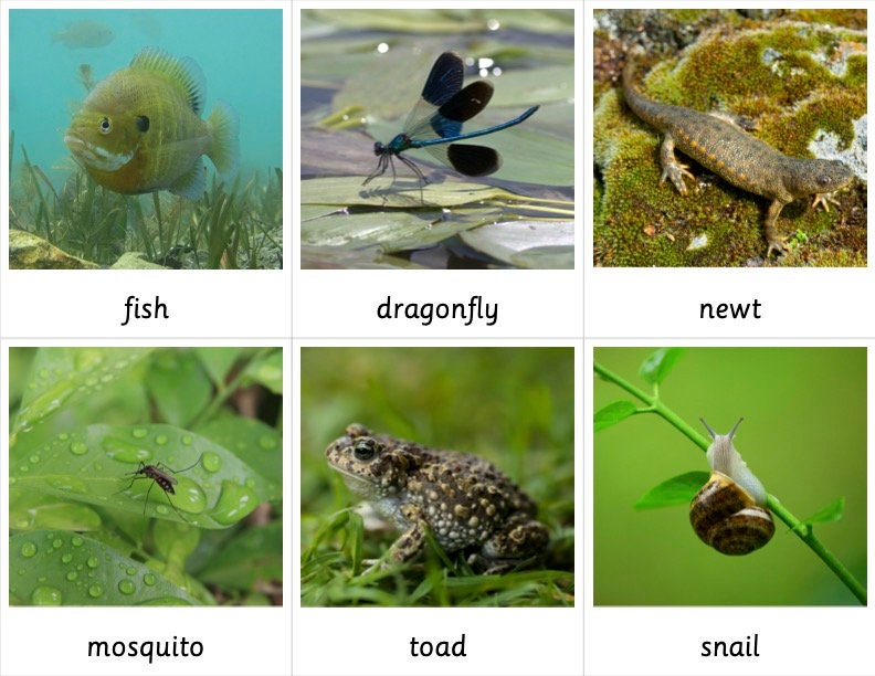 Montessori 3 Part Cards Pond Habitat - Etsy