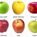Montessori 3 Part Cards - Types of Apples - Etsy