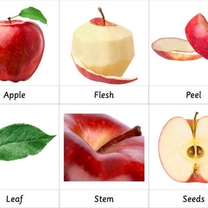 Montessori 3 Part Cards Parts of an Apple - Etsy