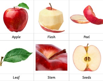 Parts of an Apple Nomenclature 3-part Cards Montessori - Etsy