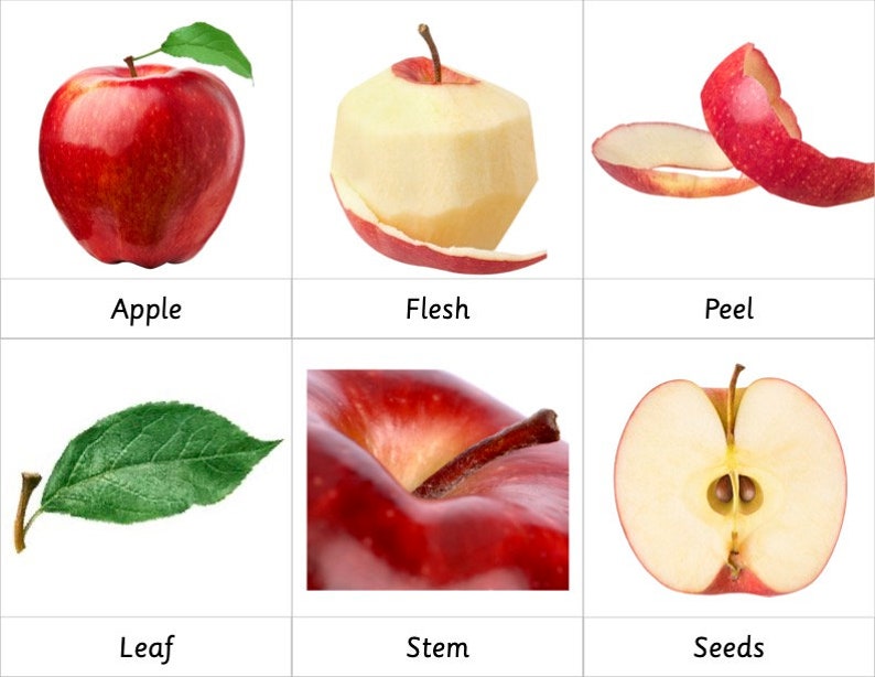 Montessori 3 Part Cards Parts of an Apple - Etsy