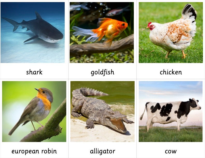 Montessori Classification Cards Vertebrates & Invertebrates - Etsy