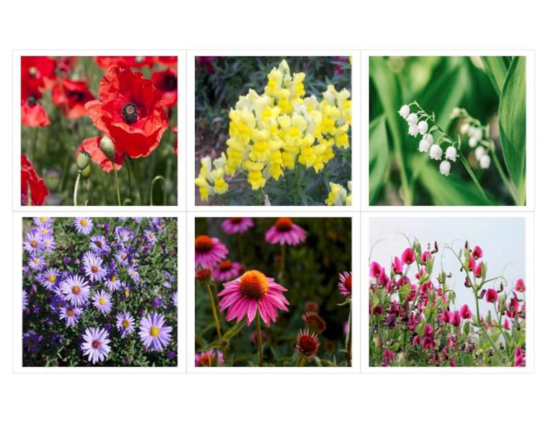 Types of Flowers Montessori 3 Part Cards - Etsy