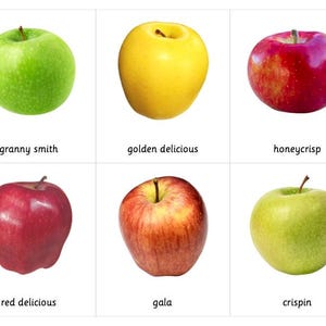 Types of Apples Montessori 3 Part Cards - Etsy