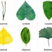 Botany Cabinet Leaf 3 Part Cards - Etsy