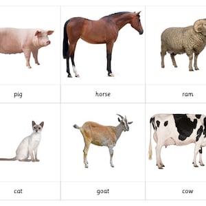 Farm Montessori 3 Part Cards & Language Objects - Etsy