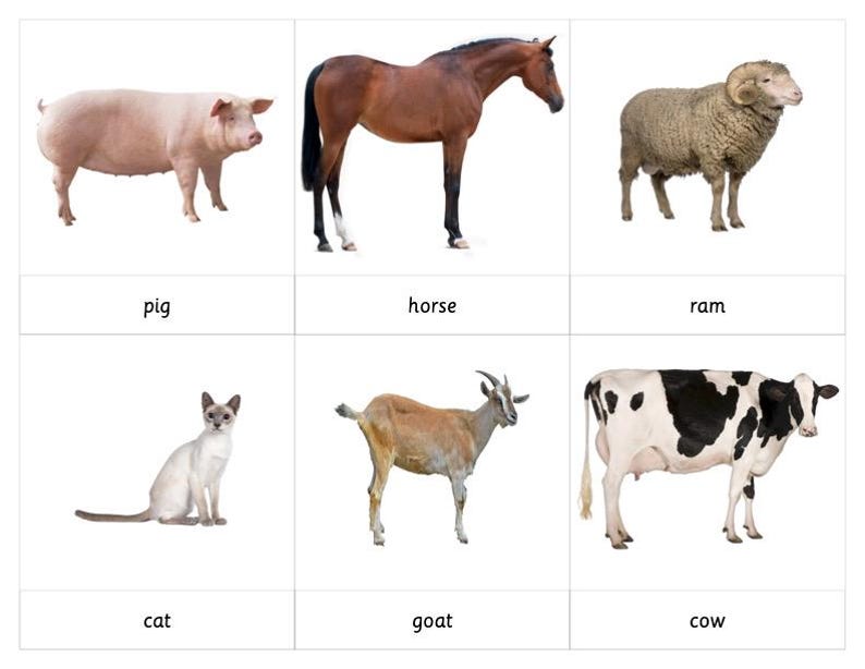 Farm Montessori 3 Part Cards & Language Objects - Etsy