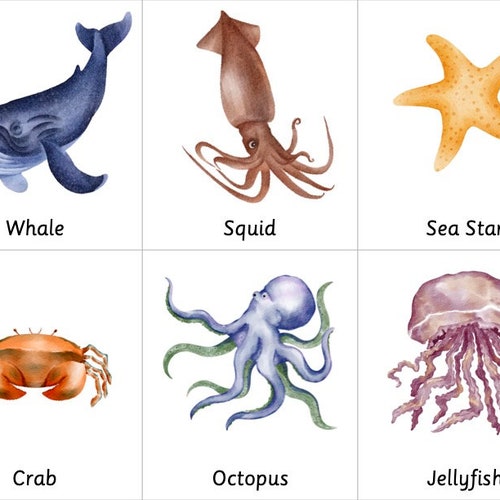 Coral Reef Animals 3-part Cards and Booklets Coloring - Etsy