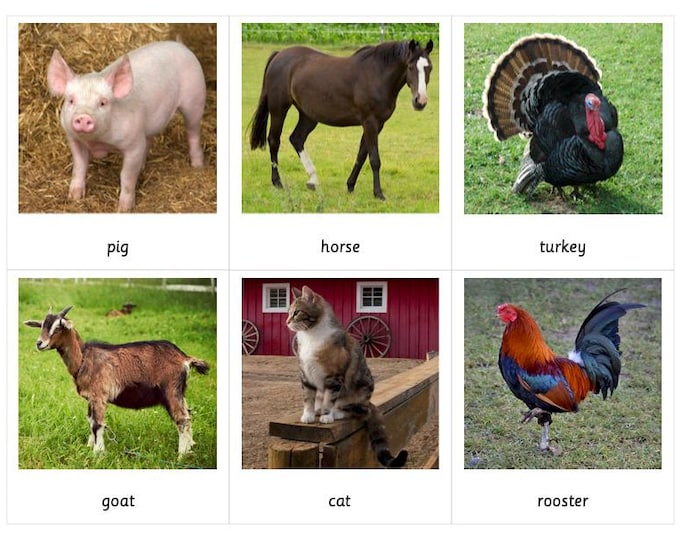 32 Farm Animals Flashcards | Montessori 3-part Cards | Real Pictures ...