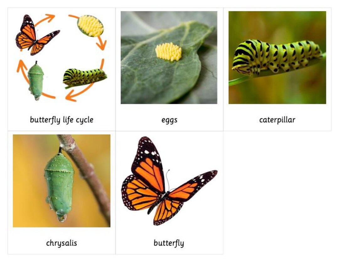 Butterfly Life Cycle - Montessori 3 Part Cards - Etsy