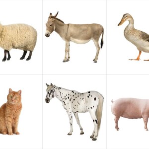 Montessori Toddler Language Cards - Farm - Etsy