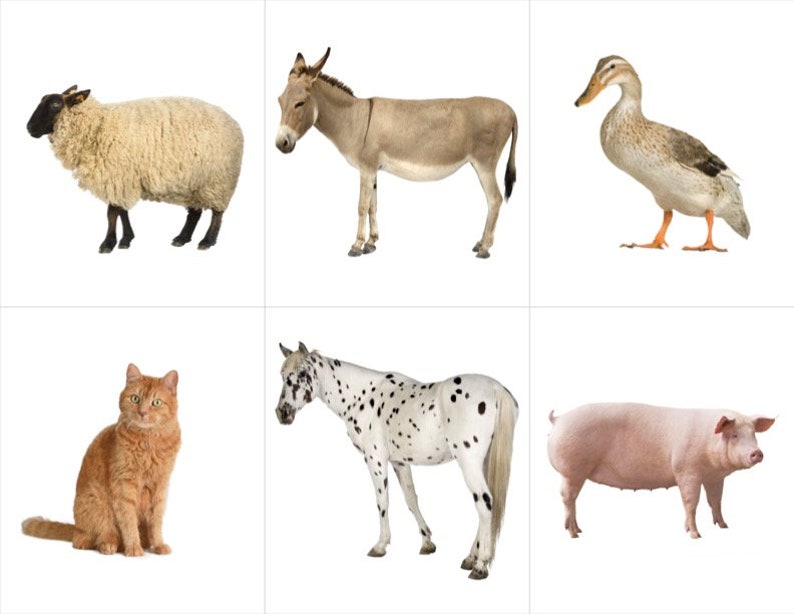 Montessori Toddler Language Cards Farm - Etsy