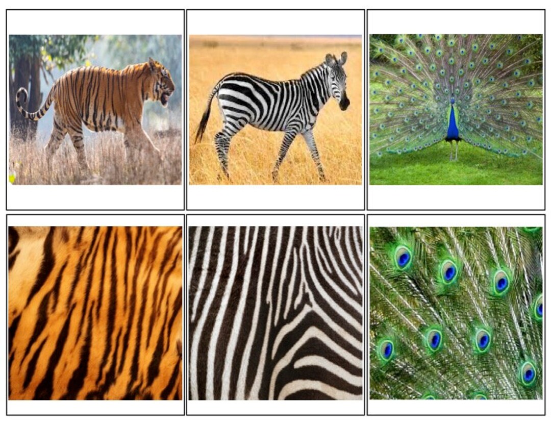 Montessori Animal Print Cards - Etsy