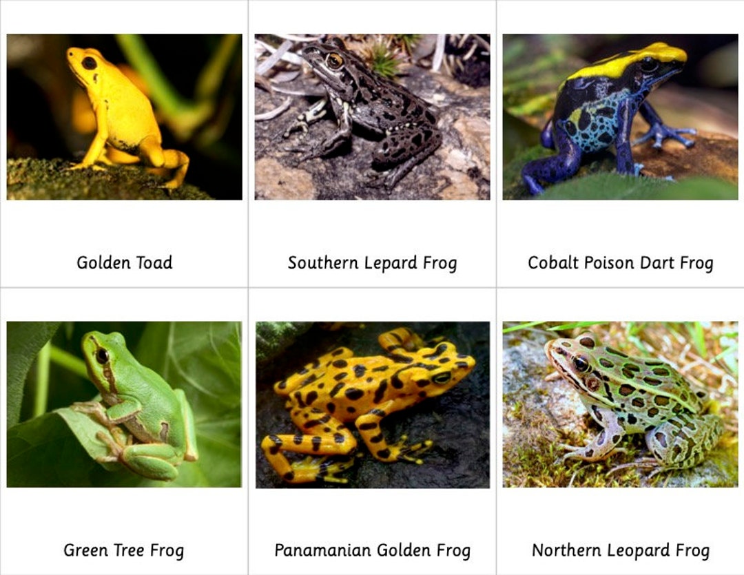 Montessori 3 Part Cards Frogs - Etsy