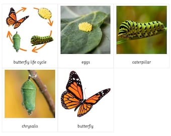 Butterfly Life Cycle 3 Part Montessori Cards Science Homeschool - Etsy