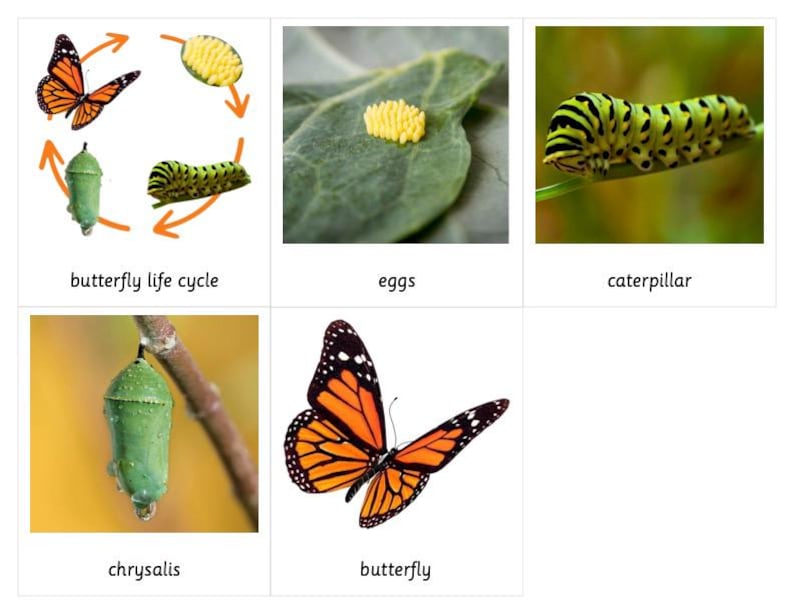 Butterfly Life Cycle - Montessori 3 Part Cards - Etsy