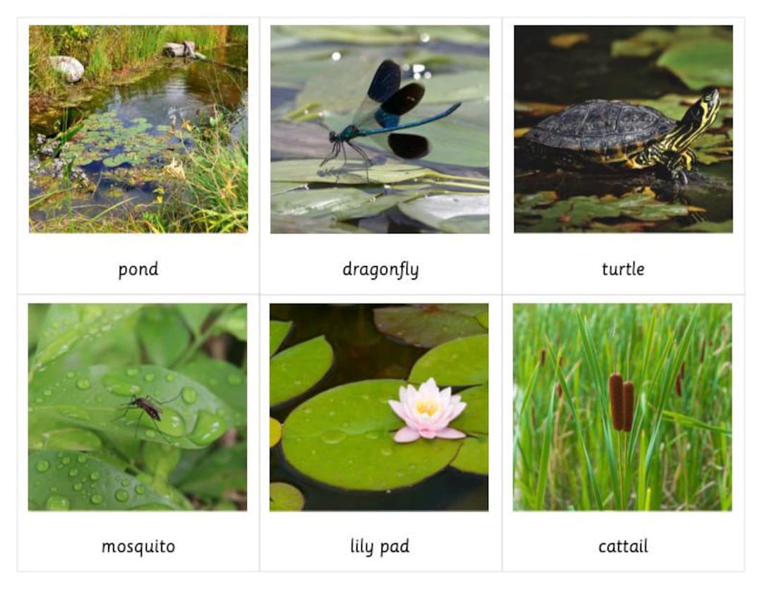 Pond Habitat Montessori 3 Part Cards - Etsy