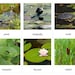 Pond Habitat Montessori 3 Part Cards - Etsy