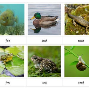 Pond Habitat Montessori 3 Part Cards - Etsy