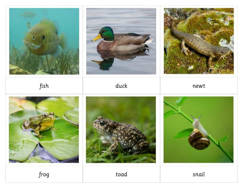 Pond Habitat Montessori 3 Part Cards - Etsy