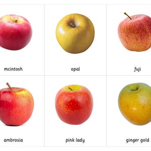 Types of Apples Montessori 3 Part Cards - Etsy