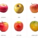 Types of Apples Montessori 3 Part Cards - Etsy