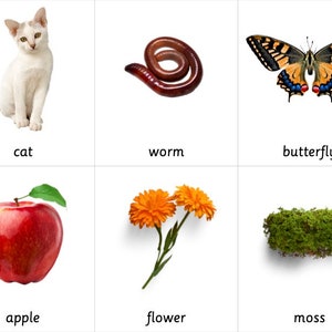 Montessori Classification Cards - Living & Non-living - Etsy