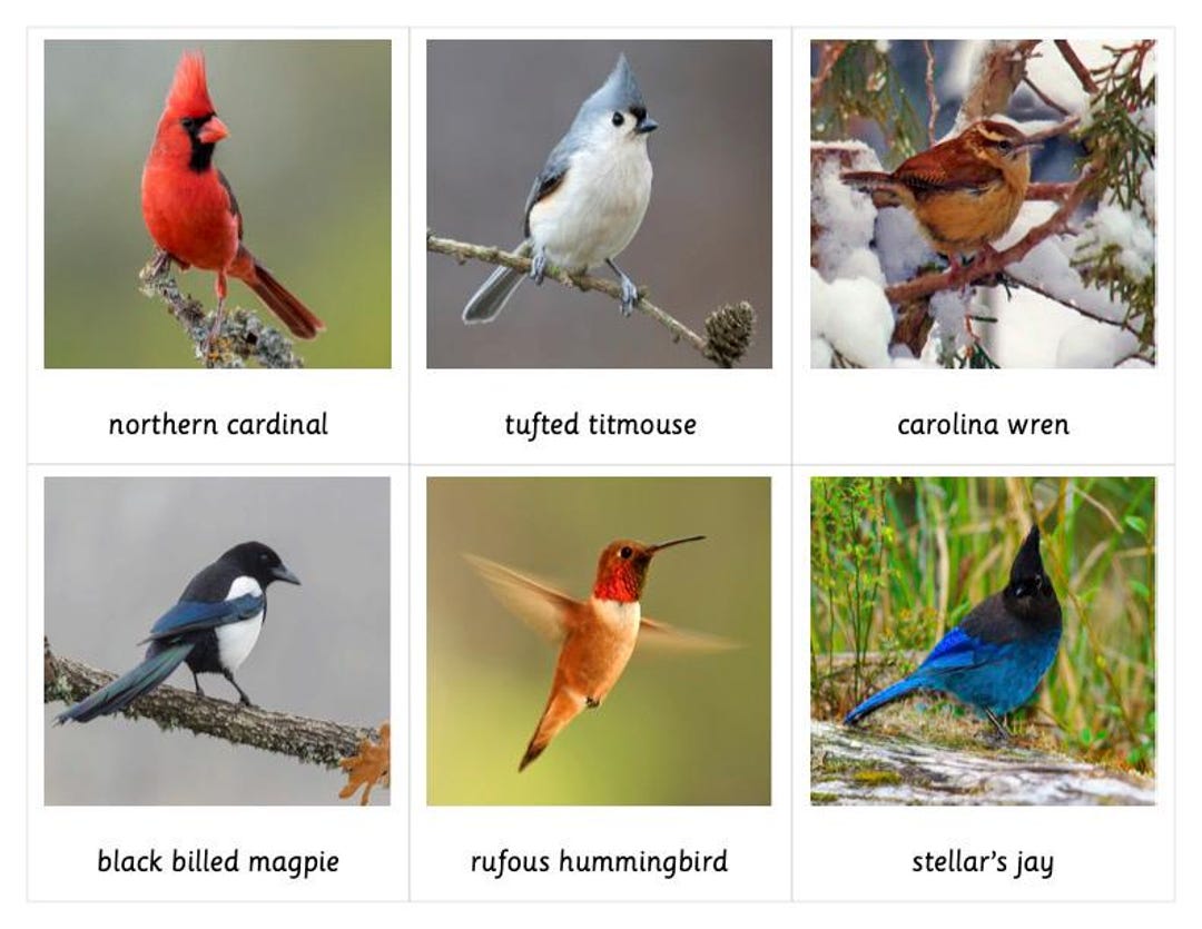 Montessori 3 Part Cards - Backyard Birds - Etsy