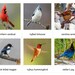 Montessori 3 Part Cards - Backyard Birds - Etsy