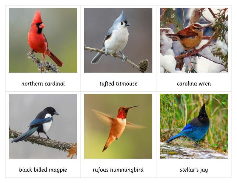 Montessori 3 Part Cards - Backyard Birds - Etsy