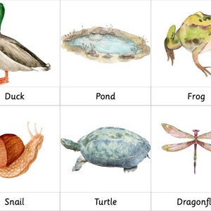 Montessori 3 Part Cards Pond Habitat - Etsy