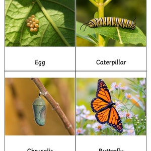 Montessori 3 Part Cards Butterfly Life Cycle - Etsy