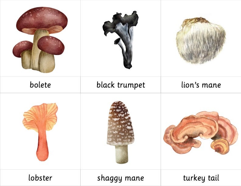 Montessori 3 Part Cards Types of Mushrooms - Etsy