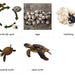 Sea Turtle Life Cycle - Montessori 3 Part Cards - Etsy