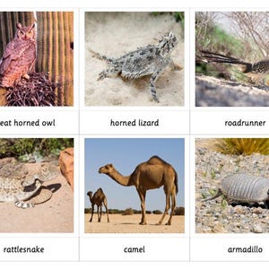 Desert Habitat - Montessori 3 Part Cards - Etsy