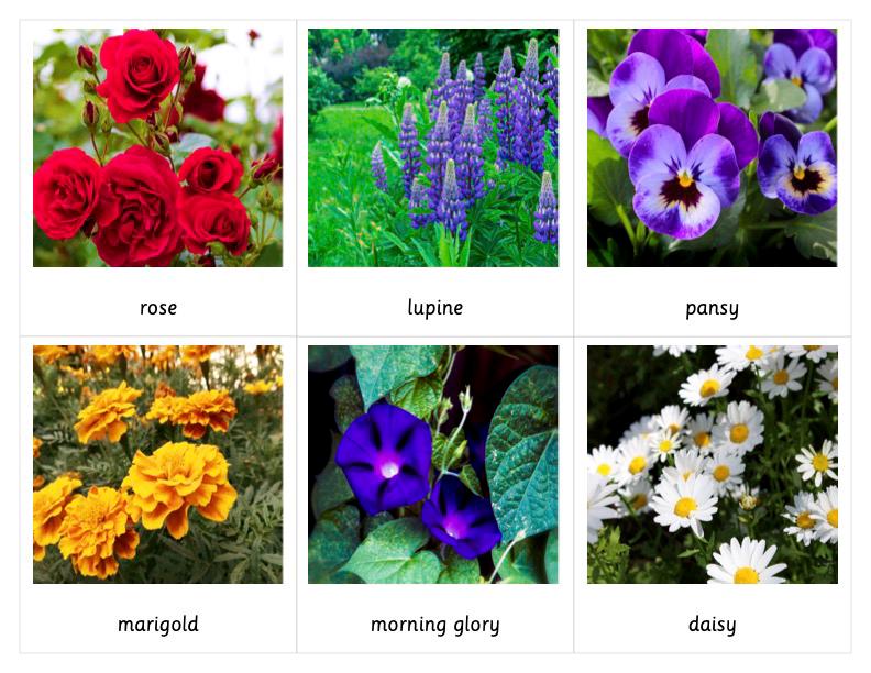 Flower Montessori 3 Part Cards - Etsy