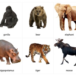 Mammal Montessori 3 Part Cards & Matching Objects - Etsy