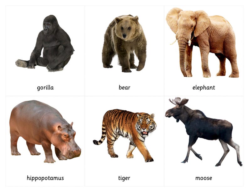 Mammal Montessori 3 Part Cards & Matching Objects - Etsy