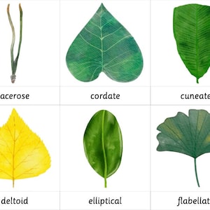 Botany Cabinet Leaf 3 Part Cards - Etsy