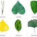 Botany Cabinet Leaf 3 Part Cards - Etsy