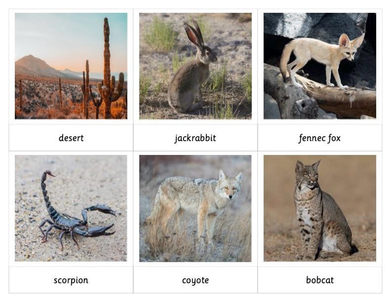 Desert Habitat Montessori 3 Part Cards - Etsy