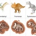 Dinosaur Fossil Identification Cards - Etsy