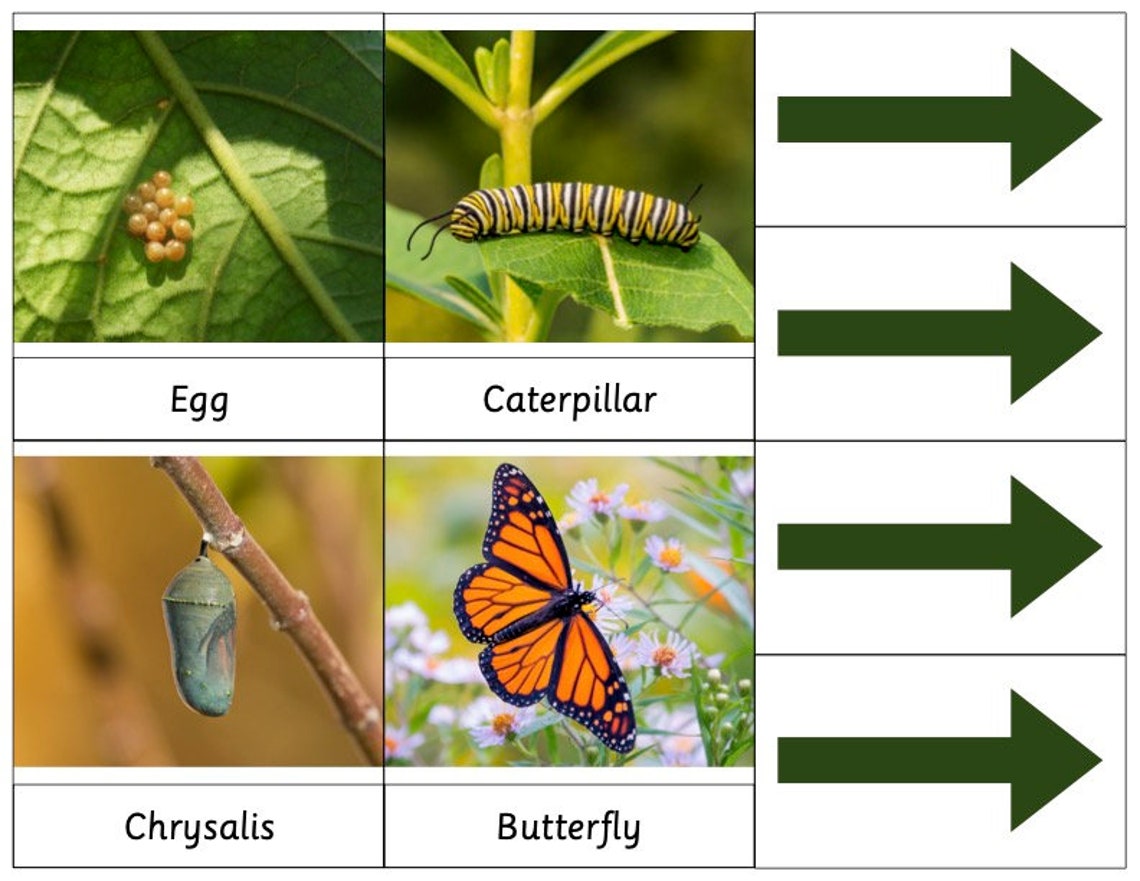 Montessori 3 Part Cards Butterfly Life Cycle - Etsy