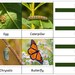 Montessori 3 Part Cards Butterfly Life Cycle - Etsy