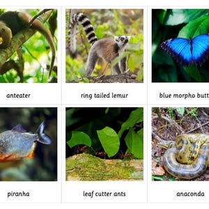 Rainforest Habitat Montessori 3 Part Cards - Etsy